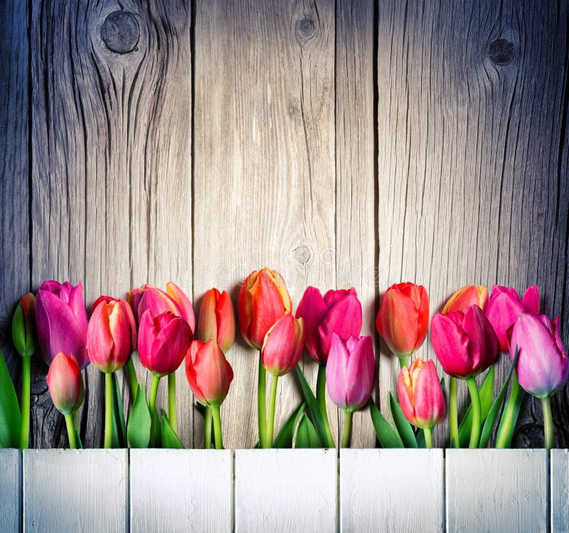 Tulips on Wooden Plank - Vintage Spring Stock Photo - Image of space ...