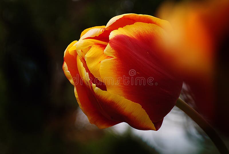Tulips (6) stock image. Image of spring, tulips, pretty - 86177671
