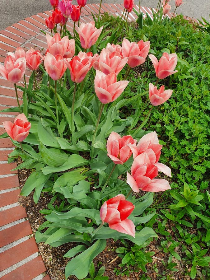 Tulips at the yard stock image. Image of garden, yars - 217610289