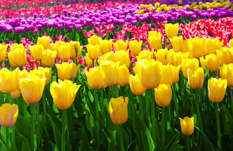 Tulip flowers in spring stock image. Image of tulips - 88709141
