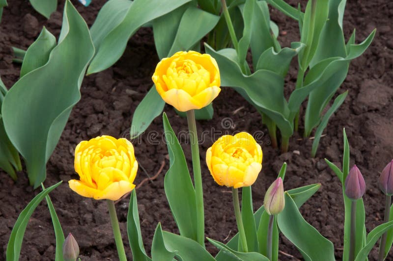 Tulips yellow color stock photo. Image of blooming, leaf - 70484340