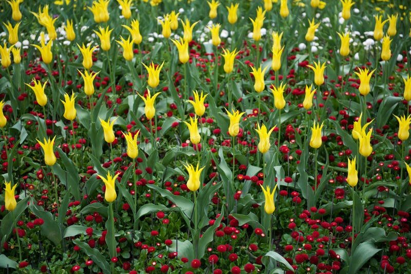 Ground Cover Tulips Stock Photos - Free & Royalty-Free Stock Photos ...