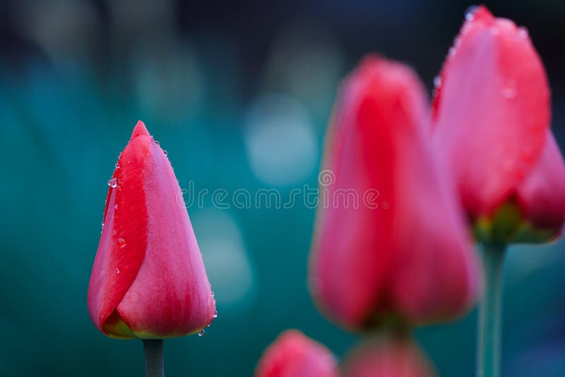 Tulp stock image. Image of tulp, macro, flower, nature - 21098639
