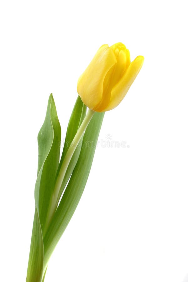 Tulp stock afbeelding. Image of bloesem, één, bloemen - 4263275