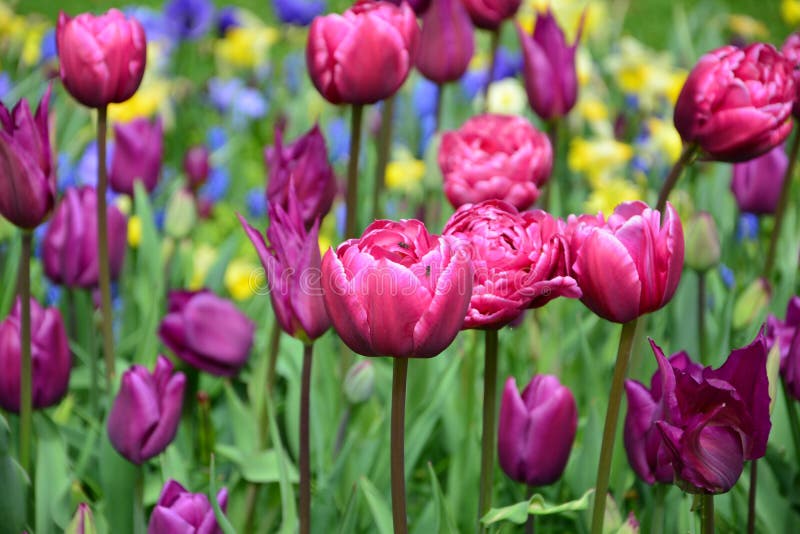 Tulp stock foto. Image of lente, beroemd, tulp, rood - 91289764