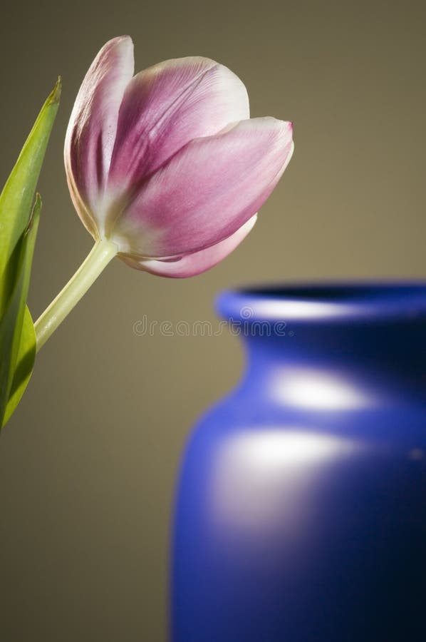 Tulp en blauwe vaas stock afbeelding. Image of achtergronden - 21275755