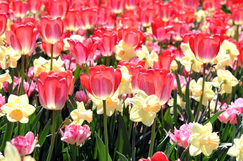 Tulp en gele narcis stock afbeelding. Image of rood, bloemblaadje ...