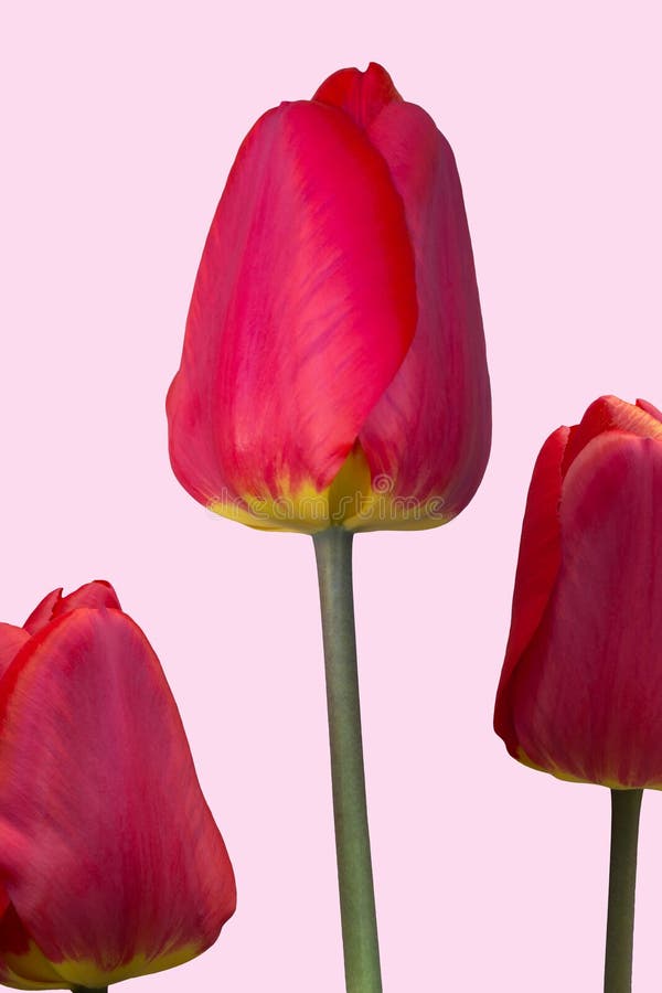 Tulpan arkivfoto. Bild av huvud, bild, färg, blommor - 111799200