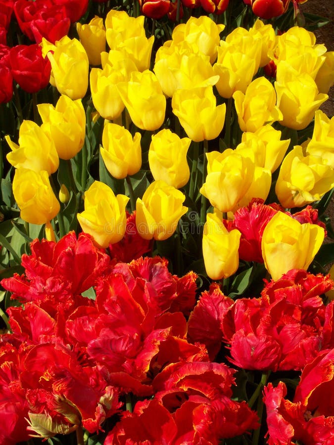 Tulpan fotografering för bildbyråer. Bild av tulpan, natur - 11754413