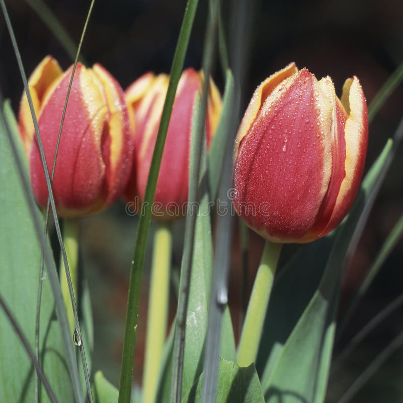 Tulpan arkivfoto. Bild av blommor, droppar, växter, blodsugare - 1732898