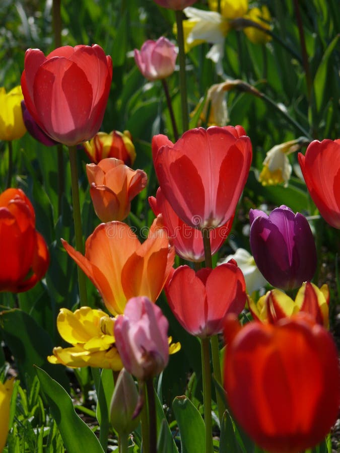 Tulpan fotografering för bildbyråer. Bild av växt, blommor - 24730355