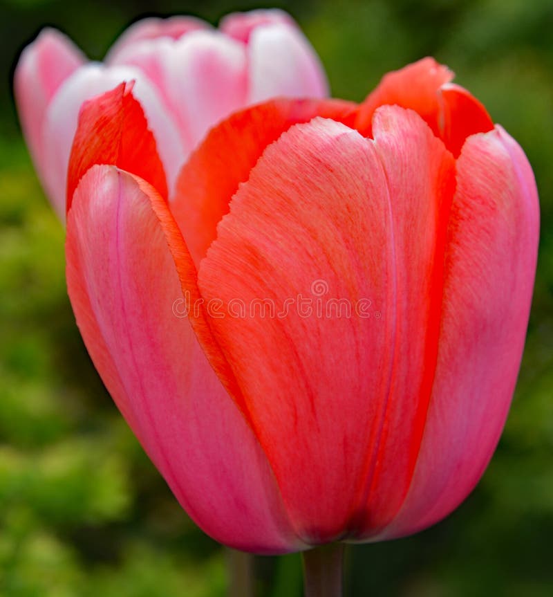 Tulpan fotografering för bildbyråer. Bild av bostonian - 93606143
