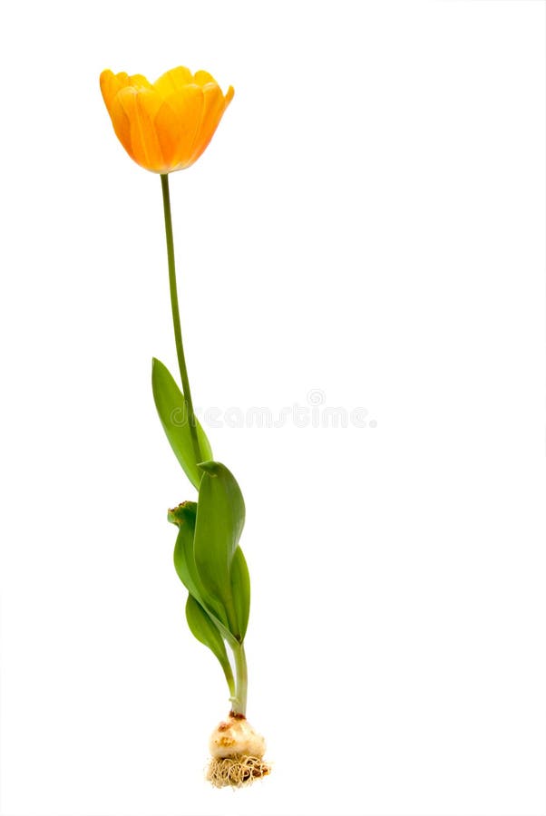 Tulpe stockbild. Bild von grün, blatt, stiel, wachstum - 8929335