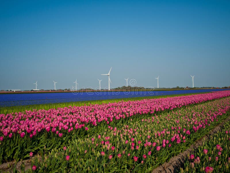 Tulpe-Feld stockfoto. Bild von landschaft, feld, nave - 22719698