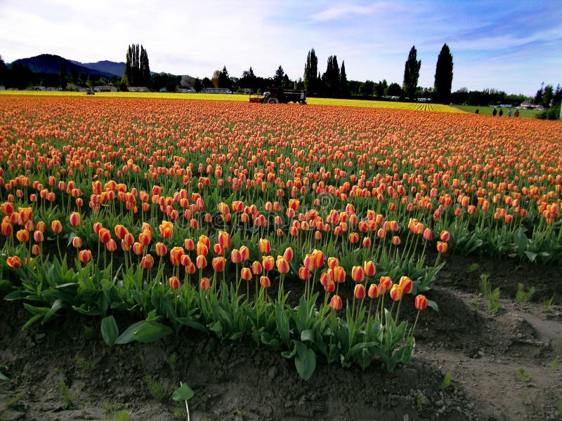 Tulpe-Feld und Traktor stockbild. Bild von reihen, traktor - 694883