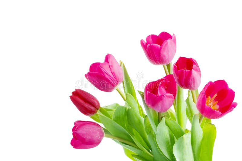 Tulpen stockbild. Bild von blüte, frühling, feiertag, rosa - 4265503