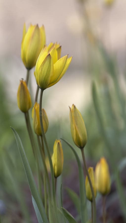 Tulpen auf Wiese stockfoto. Bild von busch, frühling - 52547324