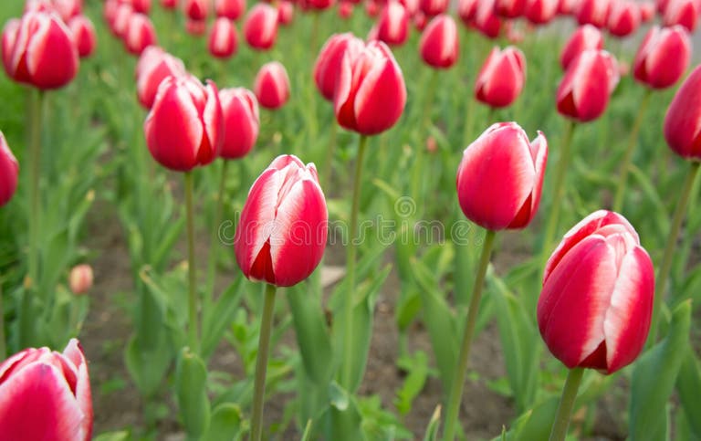 Tulpen rot-weiß stockbild. Bild von bauernhof, recht - 19751963