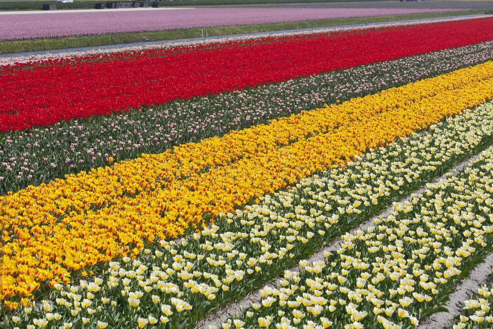 Tulpenfelder stockfoto. Bild von krokus, fühler, holländisch - 39545892