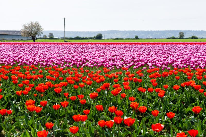 Tulpenfelder in Staat Washington, USA Stockbild - Bild von kommerziell ...
