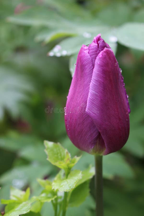 Tulpin Stock Photos - Free & Royalty-Free Stock Photos from Dreamstime