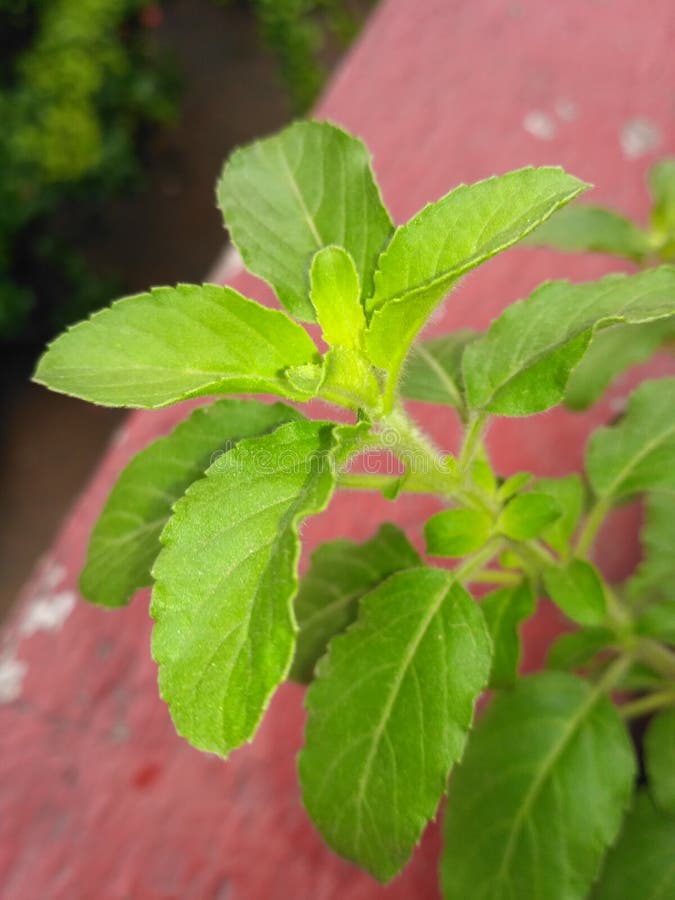 Tulsi стоковое фото. изображение насчитывающей вал, больше - 120082470