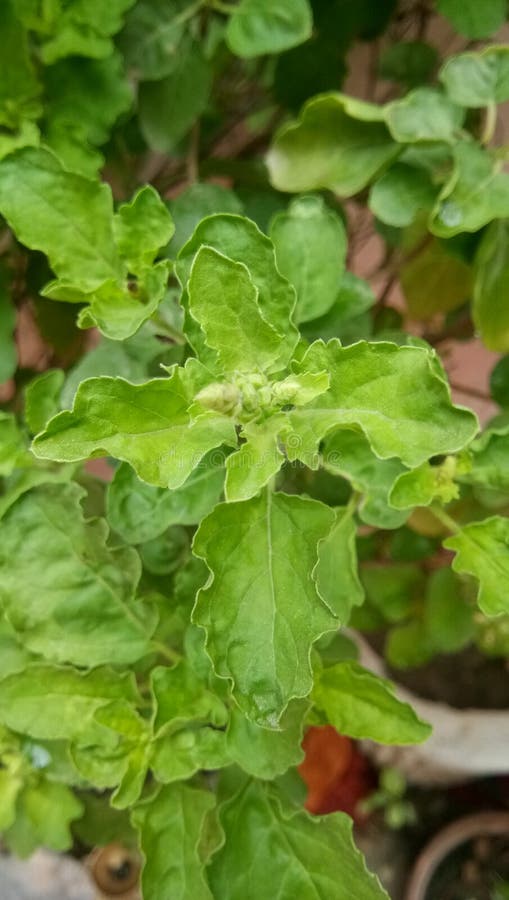 Tulsi beautiful stock photo. Image of beautiful, beauty - 152483628