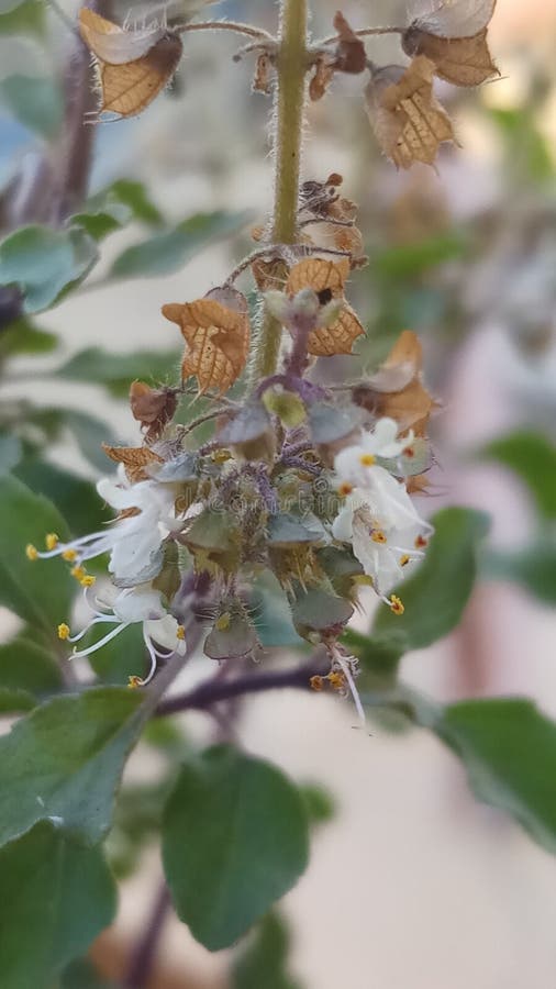 Tulsi Flower or Tulasi Holy Basil, Ocimum Tenuiflorum, or Vrinda Stock ...