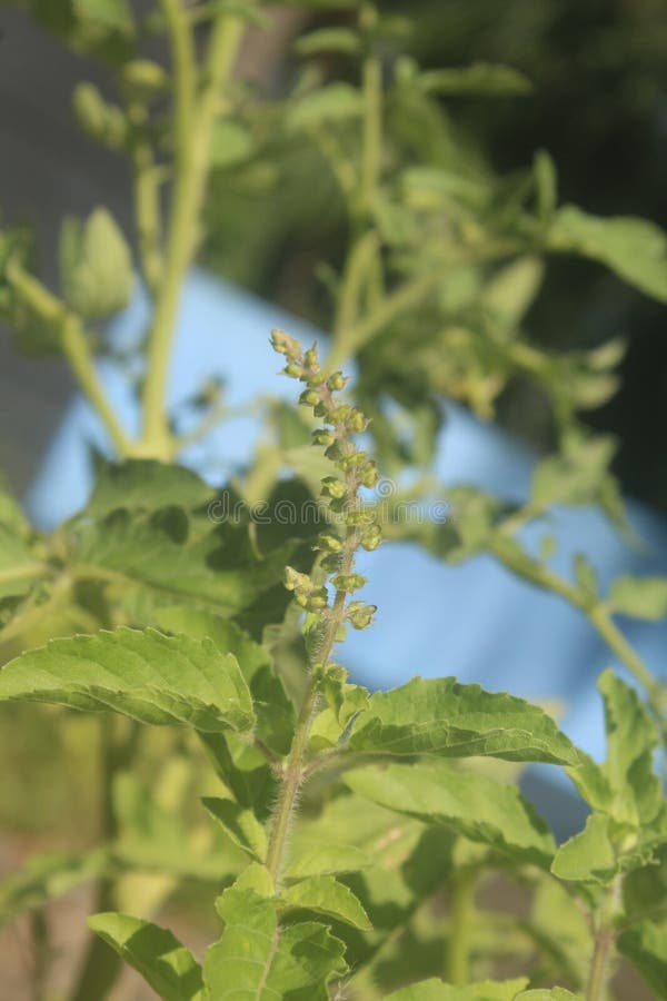 Tulsi flower macro stock photo. Image of plant, herb - 270598224