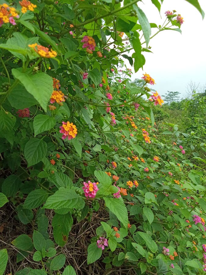 Tulsi Flower or Tulasi Holy Basil, Ocimum Tenuiflorum, or Vrinda Stock ...