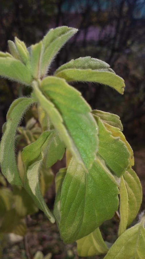 Tulsi stock photo. Image of hindus, goddesses, mata - 135848574