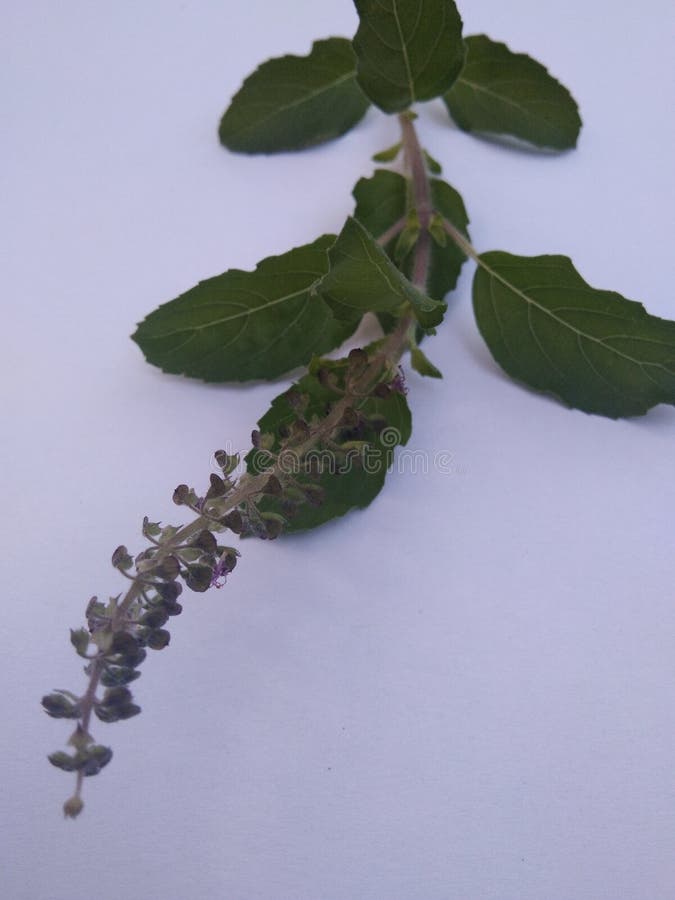 Tulsi stock photo. Image of aqua, growing, bush, culture - 102367594