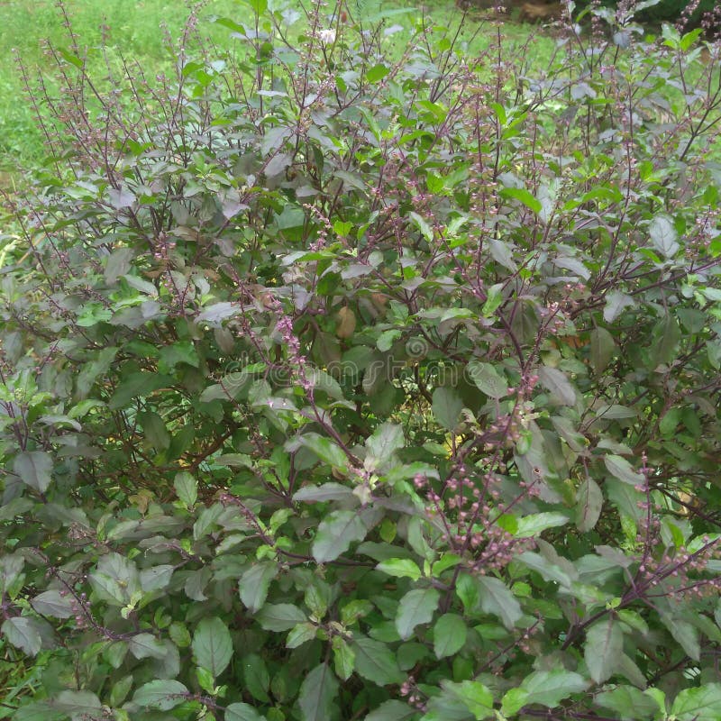 Tulsi or Holy Basil plants stock image. Image of branch - 189651233