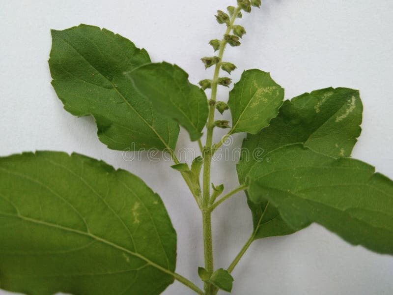 Tulsi leafs stock image. Image of fresh, ayurveda, good - 103232013
