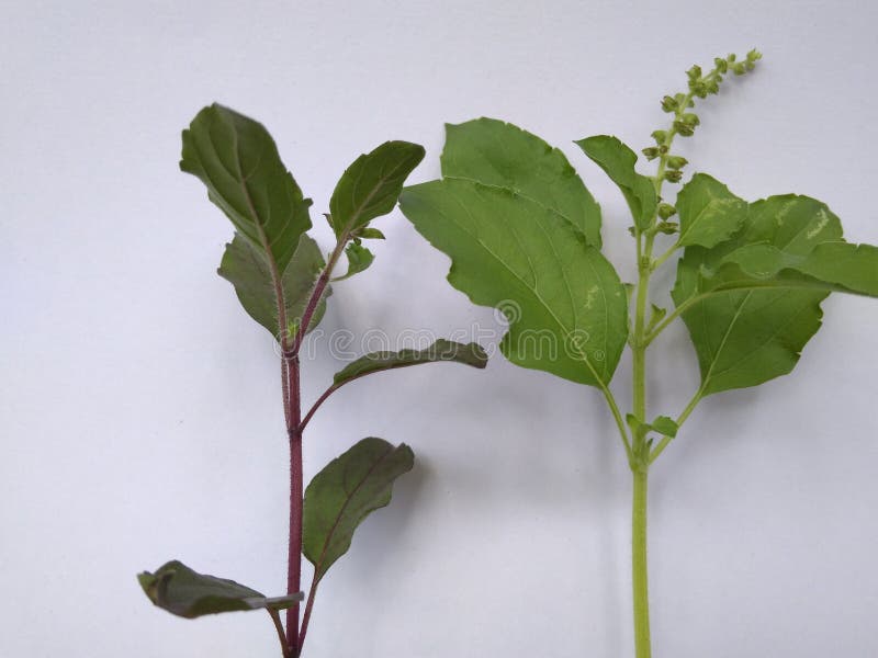 Tulsi leafs stock image. Image of cultural, green, herb - 103230241