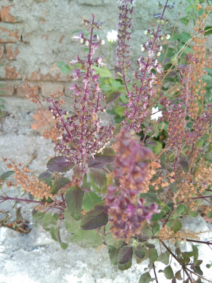 Tulsi stock photo. Image of ayurveda, basil, herb, botany - 36199552