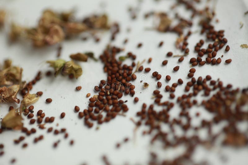 Tulsi Holy Basil Seeds Natural Herb Aurveda Stock Photo - Image of herb ...