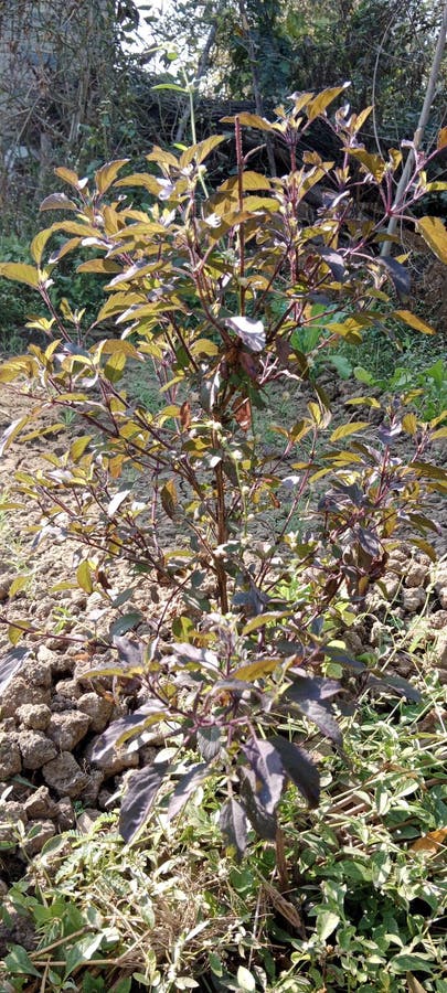 Tulsi plant on the ground. stock image. Image of fruit - 265196639
