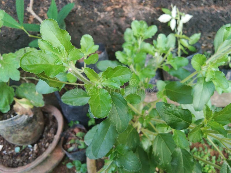 Tulsi plant/holy basil stock photo. Image of herbal - 102632690