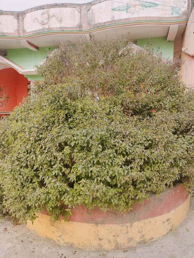 Tulsi plant in india stock image. Image of spruce, flower - 265264229