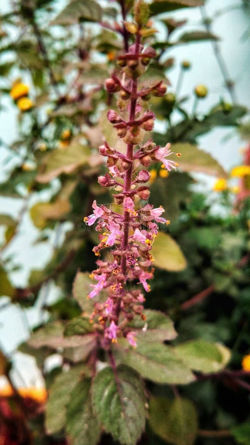 Tulsi plant, Pink flowers. stock image. Image of evergreen - 247333059