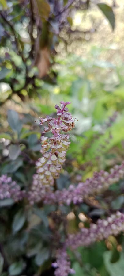 Tulsi plant strand stock image. Image of herb, flower - 265196499