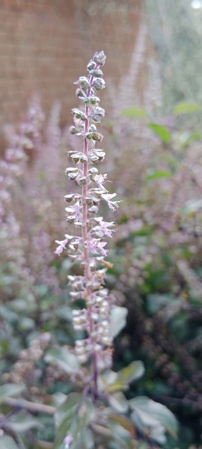 Tulsi plant strand stock image. Image of stra, lavender - 265196501