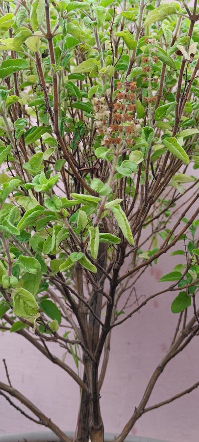 Tulsi plant tree stock image. Image of food, evergreen - 256991973