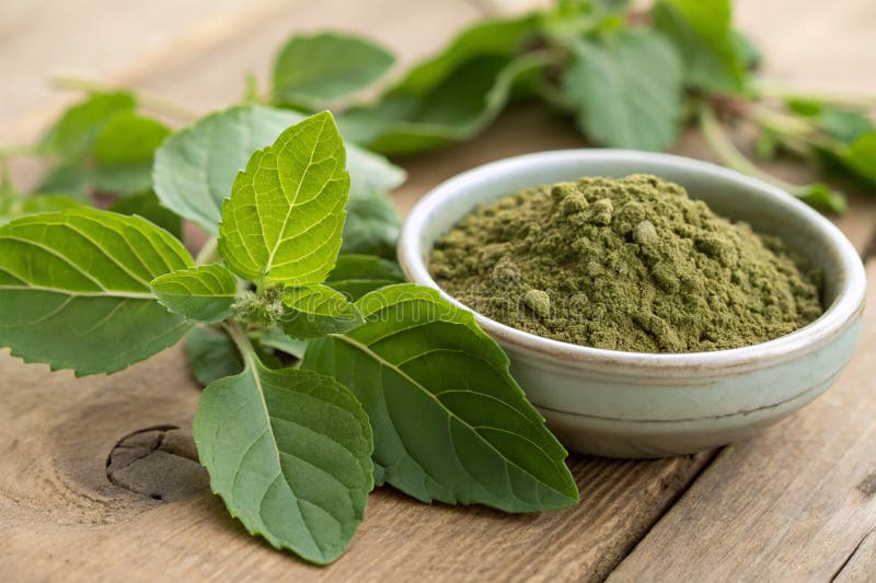 Tulsi Powder with Fresh Leaves beside it Stock Illustration ...