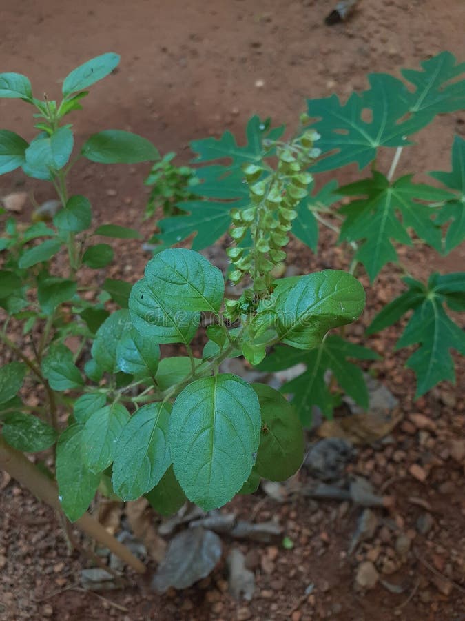 The Tulsi seeds stock image. Image of plant, medicinal - 206564961