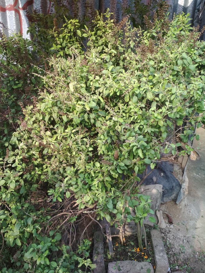 Tulsi tree, the holy tree stock photo. Image of holy - 167616060