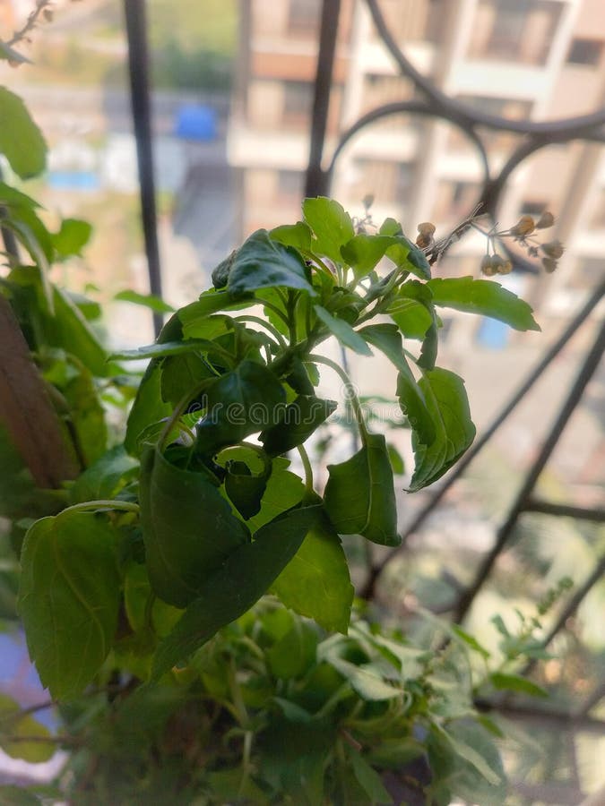 Tulsi Tree in Indian Culture it& X27;s Symbol of Blessings Stock Photo ...