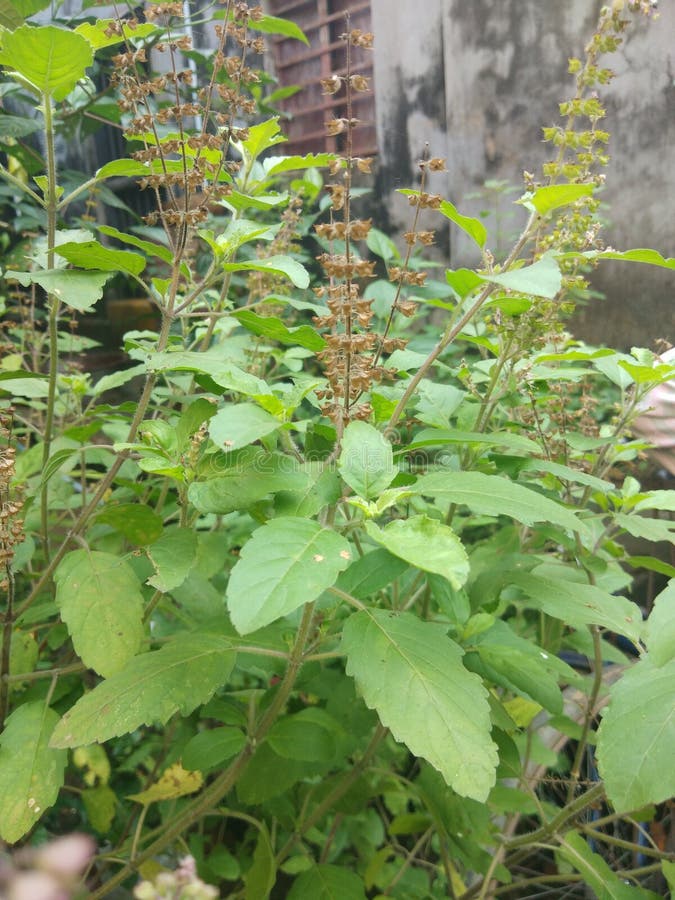 Tulsi Stock Photos - Download 2,312 Royalty Free Photos