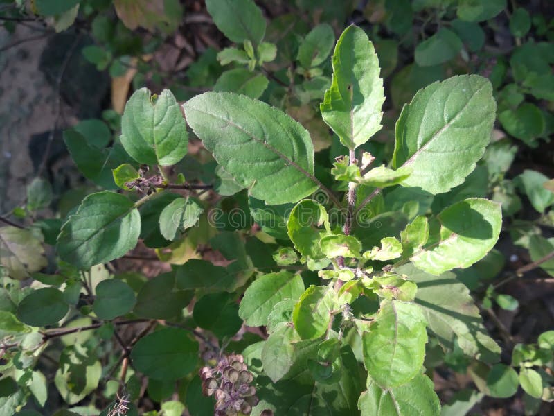 Tulsi tree in our garden stock photo. Image of deciduous - 180943376